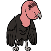 Three Months of the Condor