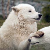 Kennel Fair Dog Pageant: Disqualified Dogs