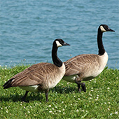 Message from the Future Regarding Impending Canada Geese Invasion