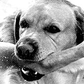 Have You Seen This Dog?