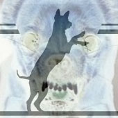 Kennel Fair Dog Pageant: Acceptance Letter