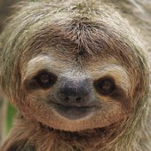 The Sloth: Nature's Lion