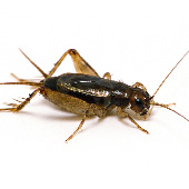 Cricket Chirp Thermometer [Advanced Techniques]