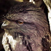 Existential Animal Funnies