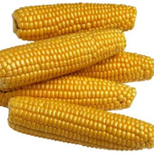 Live Life on the Cob