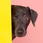 Kennel Fair Dog Pageant: More Rejection Letters